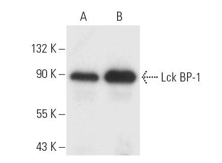 Lck BP-1 Antibody (B-8) | SCBT - Santa Cruz Biotechnology