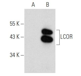 LCOR Antibody (G-2) | SCBT - Santa Cruz Biotechnology