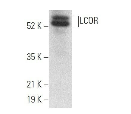 LCOR Antibody (G-4) | SCBT - Santa Cruz Biotechnology