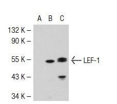 LEF-1 Antibody (2D12) | SCBT - Santa Cruz Biotechnology