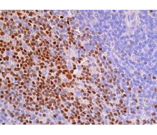 Anti-LEF-1 Antibody (B-10) | SCBT - Santa Cruz Biotechnology