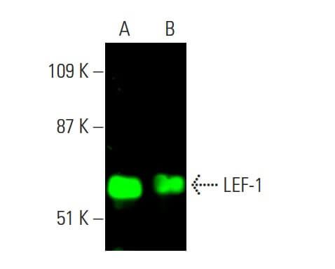 LEF-1抗体 (B-10) | SCBT - Santa Cruz Biotechnology