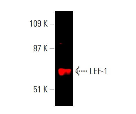 Anti-LEF-1 Antibody (B-10) | SCBT - Santa Cruz Biotechnology