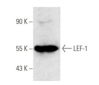 LEF-1 Antibody (B-6) - Western Blotting - Image 354680