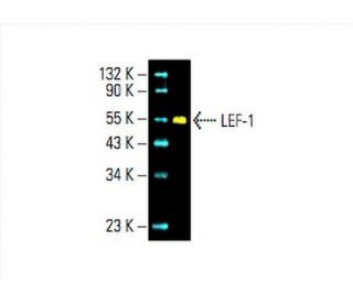 LEF-1 Antibody (B-6) - Western Blotting - Image 392769