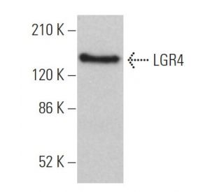 LGR4 Antibody (C-12) - Western Blotting - Image 370046