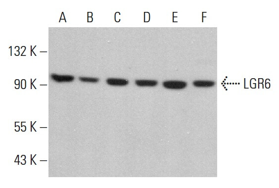 LGR6 Antibody (F-5) | SCBT - Santa Cruz Biotechnology