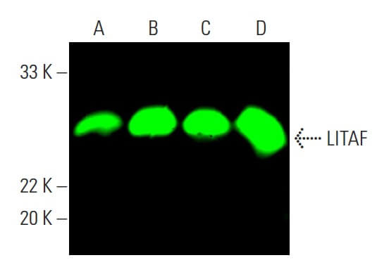 Anti-LITAF Antibody (C-5) | SCBT - Santa Cruz Biotechnology