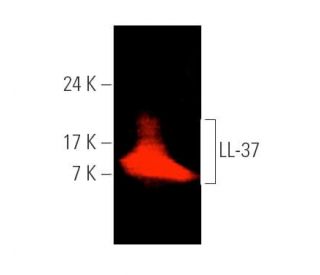 LL-37 Antibody (D-5) - Western Blotting - Image 391024
