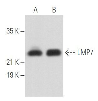 LMP7 Antibody (A-12) | SCBT - Santa Cruz Biotechnology