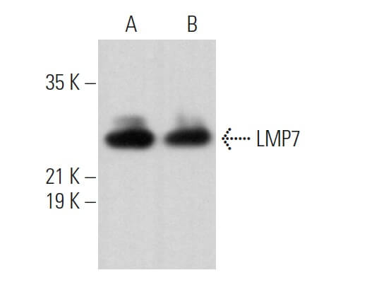 Anti-LMP7 Antibody (A-12) | SCBT - Santa Cruz Biotechnology
