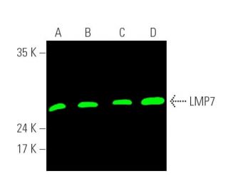 Anti-LMP7 Antibody (A-12) | SCBT - Santa Cruz Biotechnology
