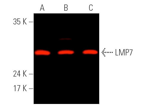 Anti-LMP7 Antibody (A-12) | SCBT - Santa Cruz Biotechnology