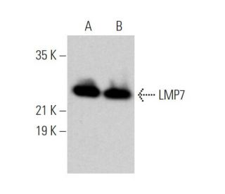 Anti-LMP7 Antibody (D-12) | SCBT - Santa Cruz Biotechnology