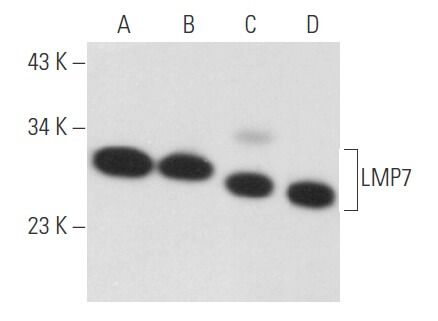 LMP7 Antibody (D-2) | SCBT - Santa Cruz Biotechnology