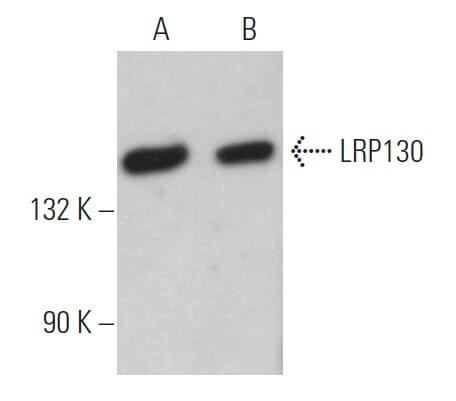 Anti-LRP130 Antibody (F-7) | SCBT - Santa Cruz Biotechnology
