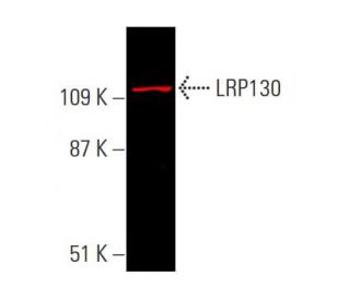 Anti-LRP130 Antibody (F-7) | SCBT - Santa Cruz Biotechnology