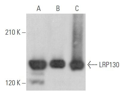 LRP130 Antibody (G-10) | SCBT - Santa Cruz Biotechnology