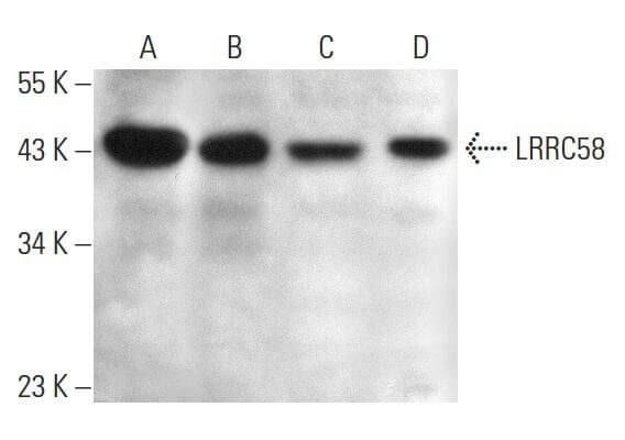 LRRC58抗体 (C-4) | SCBT - Santa Cruz Biotechnology