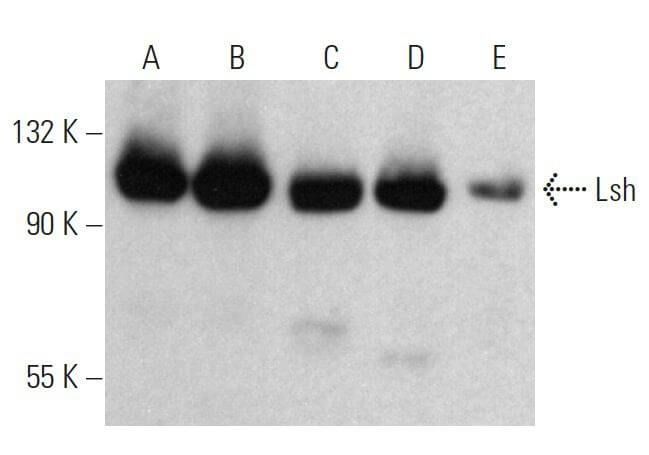 Lsh抗体 (H-4) | SCBT - Santa Cruz Biotechnology