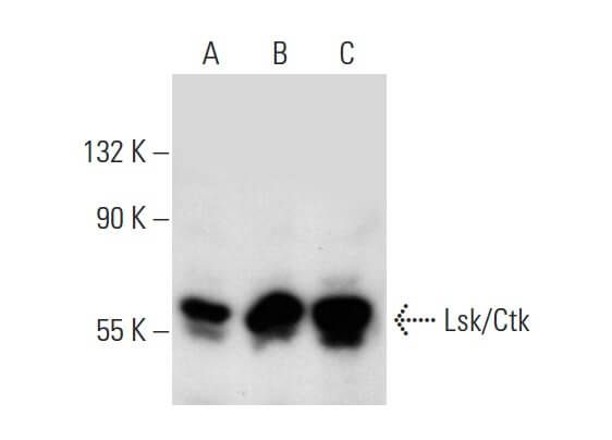 Lsk/Ctk Antibody (H-1) | SCBT - Santa Cruz Biotechnology