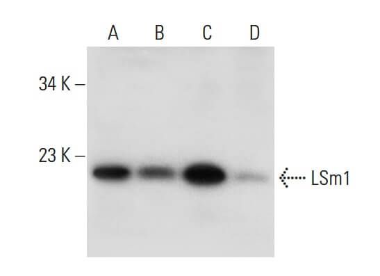 LSm1 Antibody (A-9) | SCBT - Santa Cruz Biotechnology