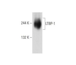 LTBP-1 Antibody (H-1) - Western Blotting - Image 129815