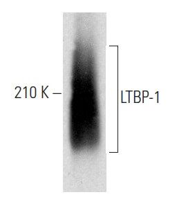 LTBP-1 Antibody (H-1) | SCBT - Santa Cruz Biotechnology