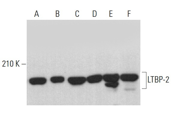 LTBP-2 Antibody (E-10) | SCBT - Santa Cruz Biotechnology