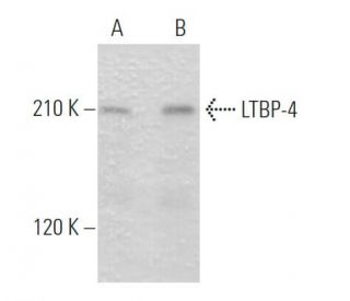 LTBP-4 Antibody (A-2) - Western Blotting - Image 373518