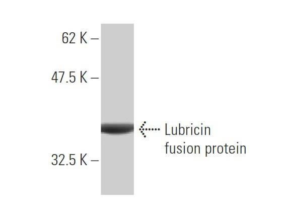 Lubricin Antibody (1D5) | SCBT - Santa Cruz Biotechnology