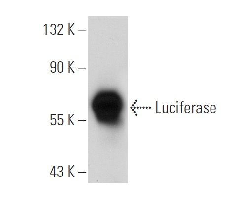 Luciferase Antibody (251-550) | SCBT - Santa Cruz Biotechnology