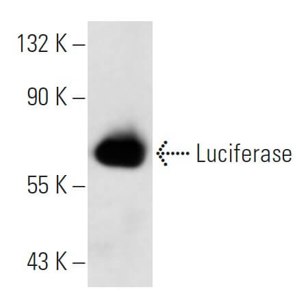 Luciferase Antibody (Luci 21 1-107) | SCBT - Santa Cruz Biotechnology