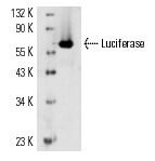 Luciferase Antibody (Luci17) | SCBT - Santa Cruz Biotechnology