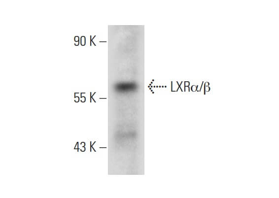 Anti-LXR alpha/beta/NR1H3/NR1H2 Antibody (G-10) | SCBT - Santa Cruz ...
