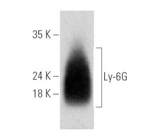 Ly-6G Antibody (RB6-8C5) - Western Blotting - Image 389885