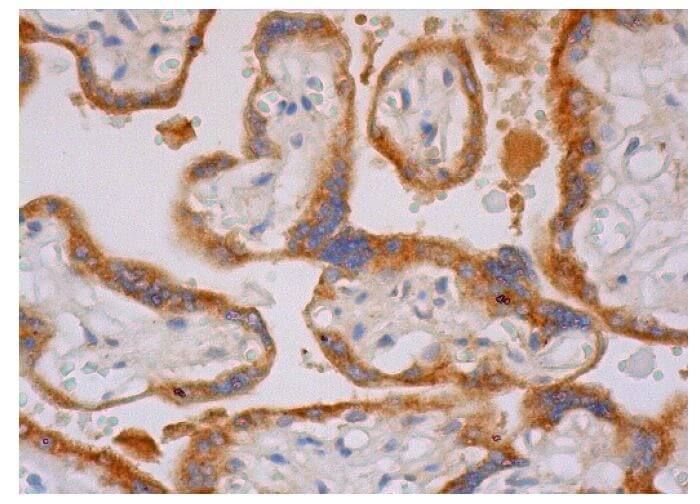 LYAG Antibody (G-7) | SCBT - Santa Cruz Biotechnology