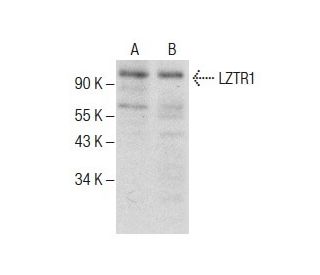 LZTR1 Antibody (E-12) - Western Blotting - Image 287612