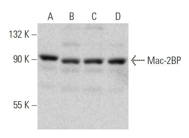 Mac-2BP抗体 (E-8) | SCBT - Santa Cruz Biotechnology