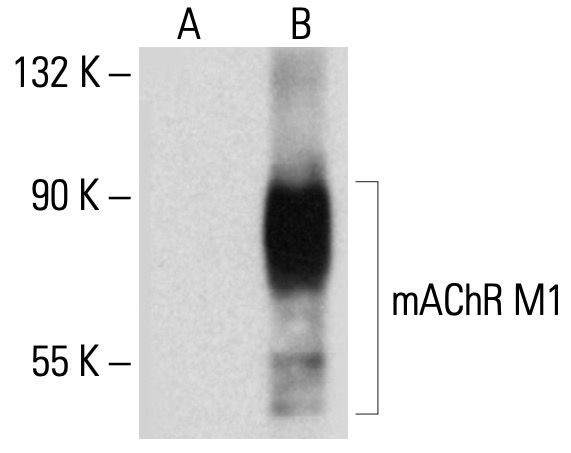 mAChR M1 Antibody (G-9) | SCBT - Santa Cruz Biotechnology