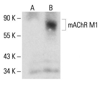 Anti-mAChR M1 Antibody (H-2) | SCBT - Santa Cruz Biotechnology