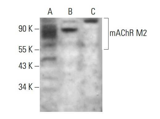 mAChR M2 Antibody (2Q147) | SCBT - Santa Cruz Biotechnology