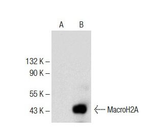 Anti-MacroH2A Antibody (C-9) | SCBT - Santa Cruz Biotechnology
