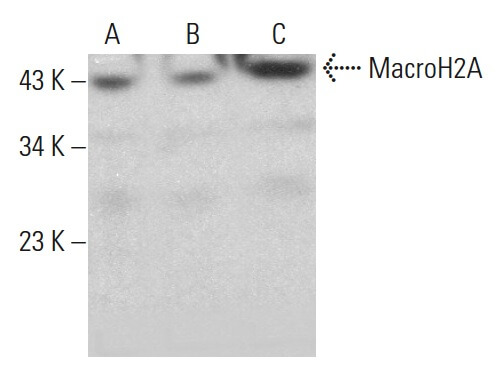Anti-MacroH2A Antibody (C-9) | SCBT - Santa Cruz Biotechnology