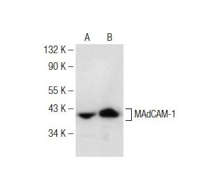 MAdCAM-1 Antibody (H-3) - Western Blotting - Image 146390