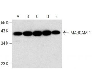 MAdCAM-1 Antibody (H-3) - Western Blotting - Image 324810