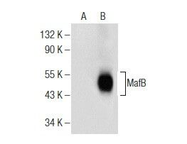 MafB抗体 (B-11) | SCBT - Santa Cruz Biotechnology