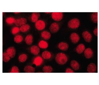 MafF/G/K Antibody (D-12) - Immunofluorescence - Image 134239