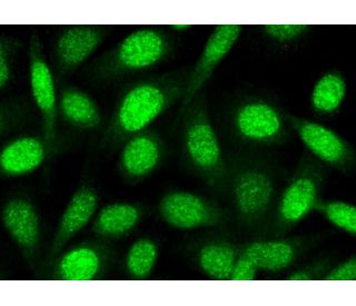 MafF/G/K Antibody (D-12) - Immunofluorescence - Image 378419