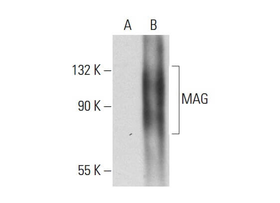 Anti-MAG Antibody (G-11) | SCBT - Santa Cruz Biotechnology